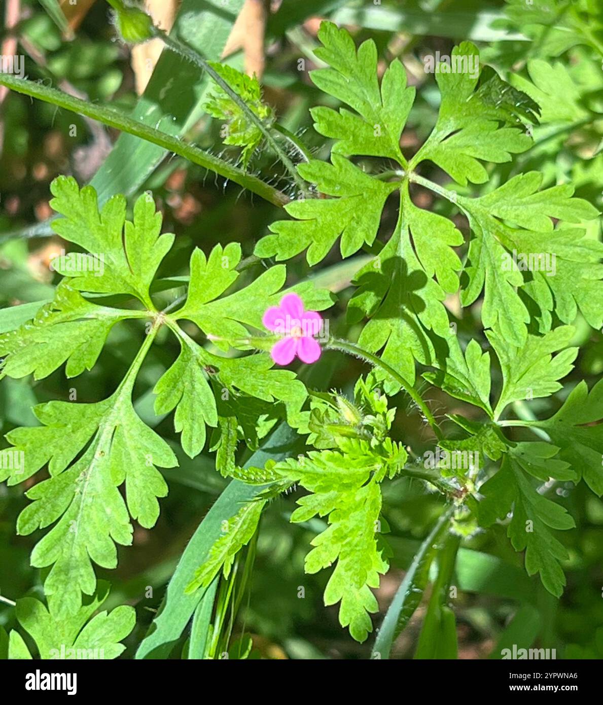 Little-Robin (Geranium purpureum Stock Photo - Alamy