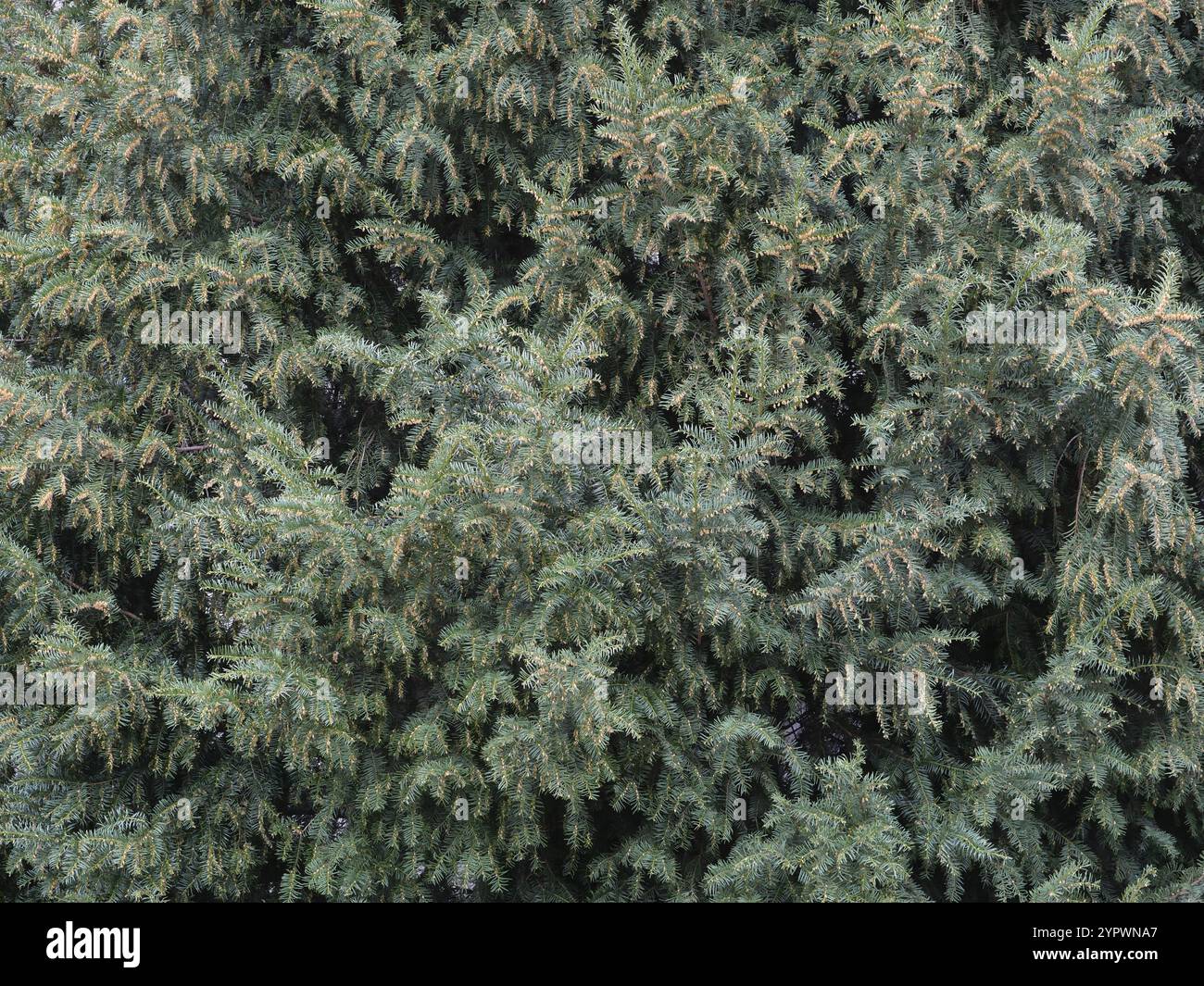 Coniferous wood close-up, texture background structure, grown natural ...