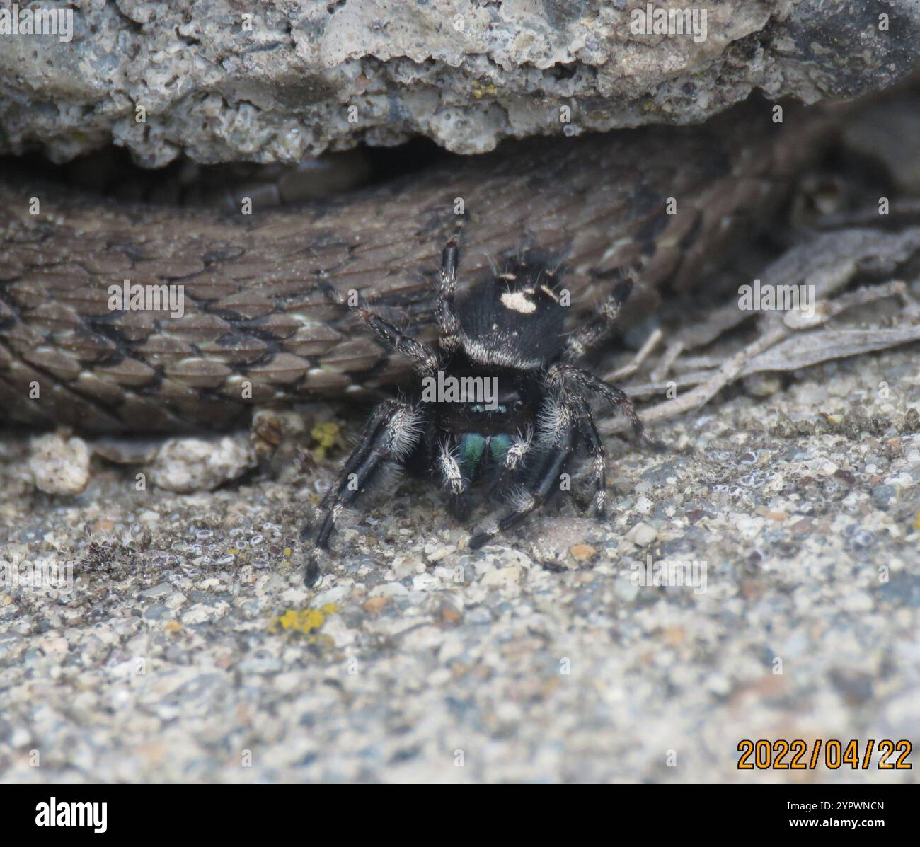 Bold Jumping Spider (Phidippus audax Stock Photo - Alamy