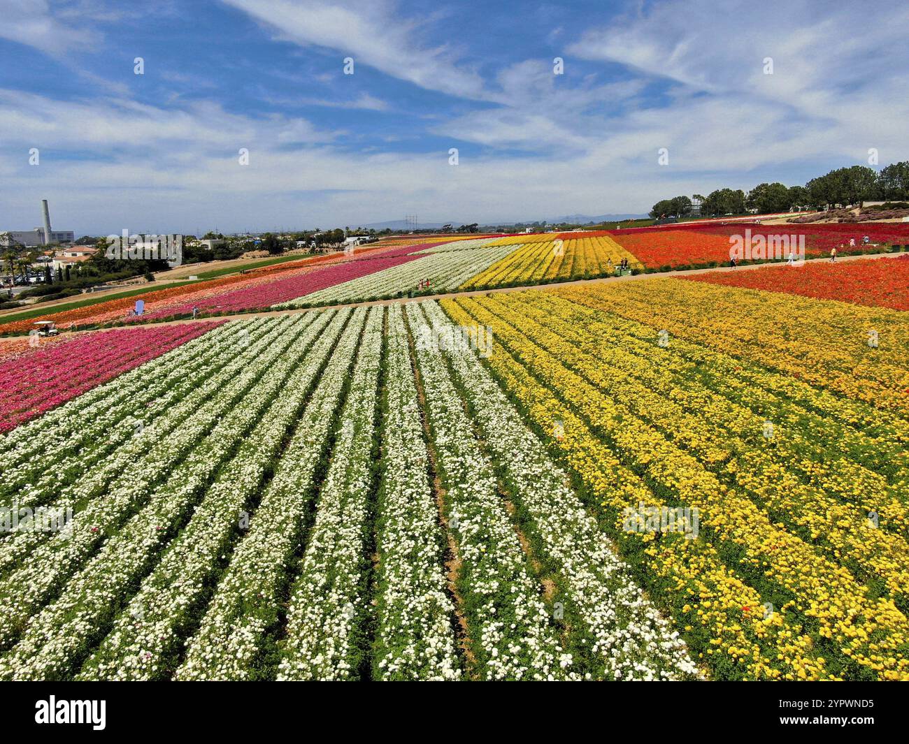 Aerial view of Carlsbad Flower Fields. tourist can enjoy hillsides of ...