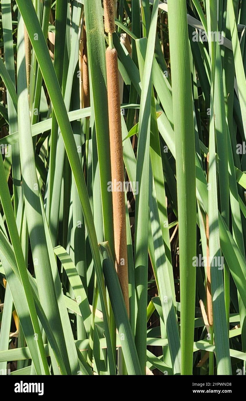 southern cattail (Typha domingensis Stock Photo - Alamy