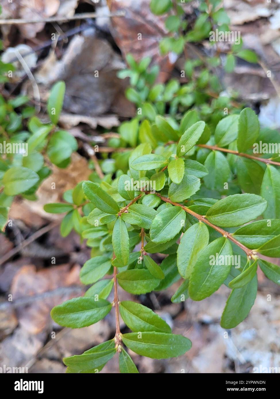 Oregon Boxwood (Paxistima myrsinites Stock Photo - Alamy