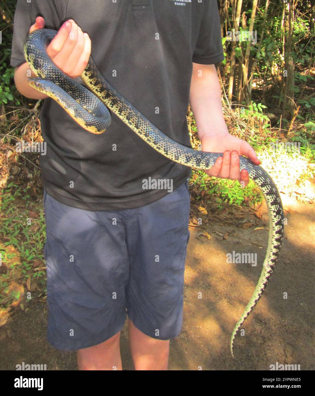 Giant Madagascan Hognose Snake (Leioheterodon madagascariensis Stock ...