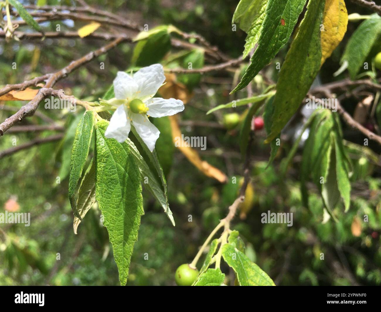 calabur tree (Muntingia calabura Stock Photo - Alamy