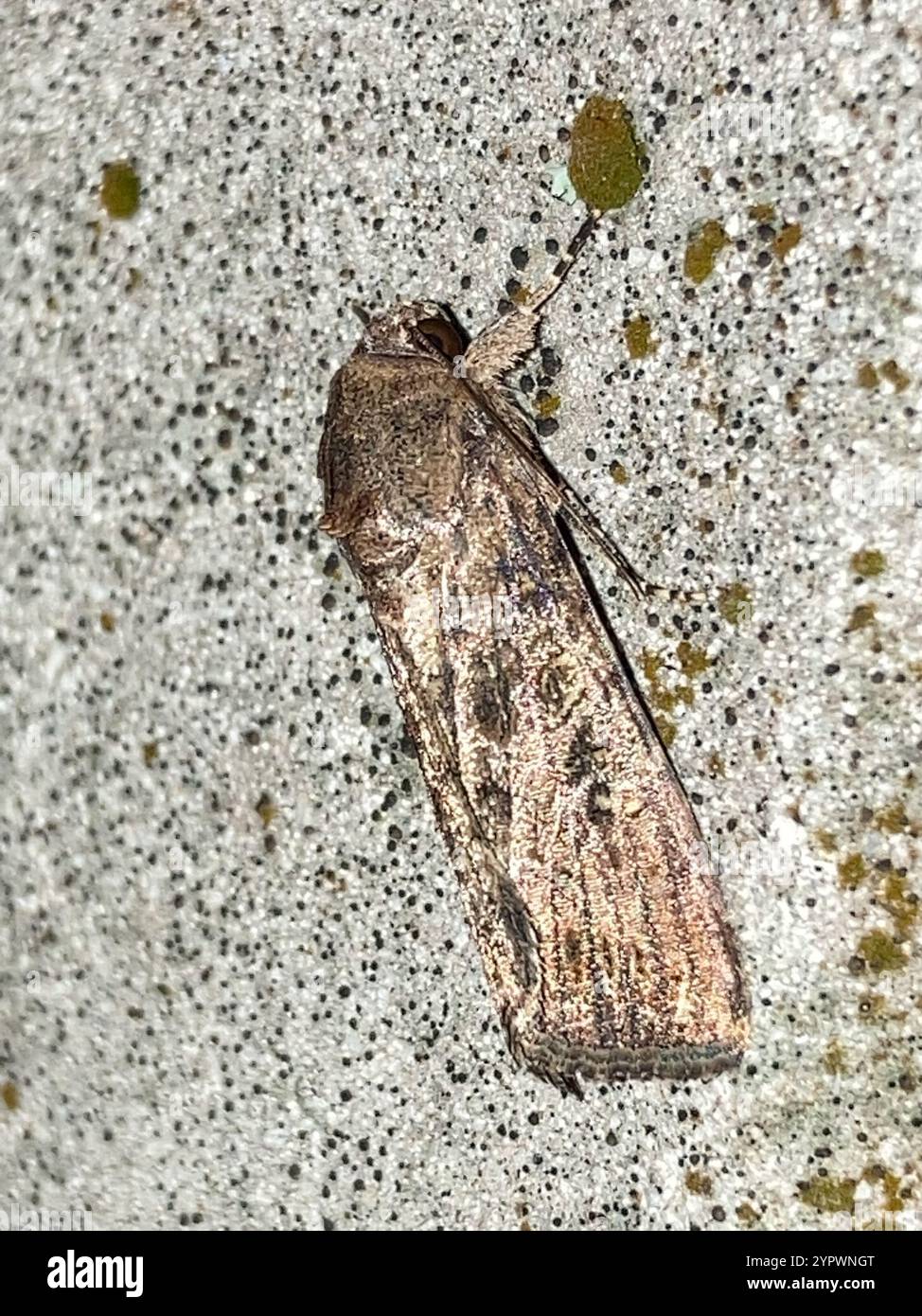 Fall Armyworm Moth (Spodoptera frugiperda Stock Photo - Alamy