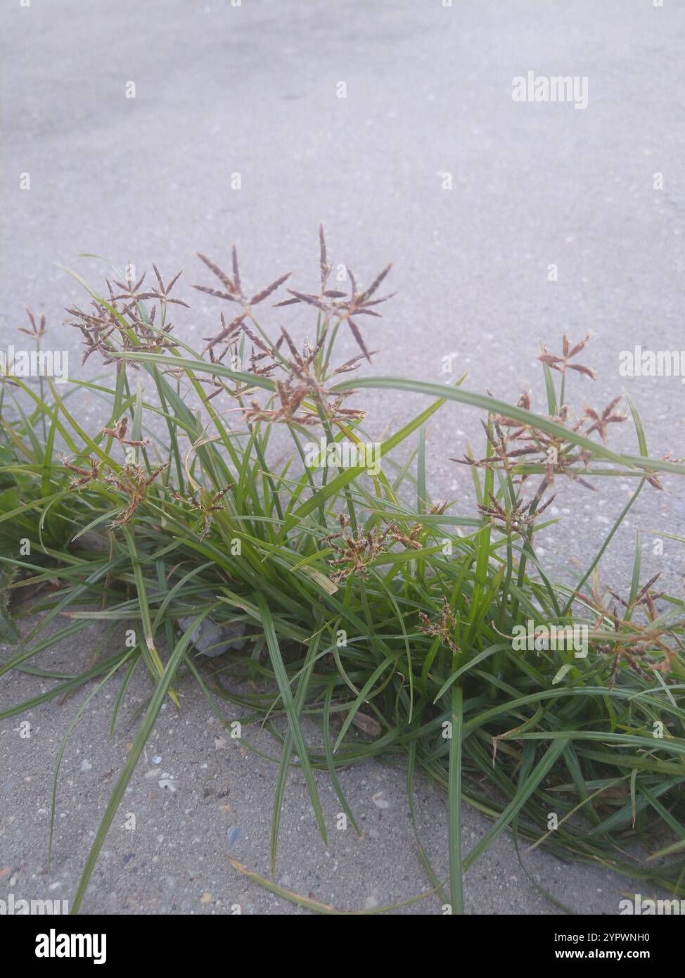 Purple nutsedge (Cyperus rotundus Stock Photo - Alamy