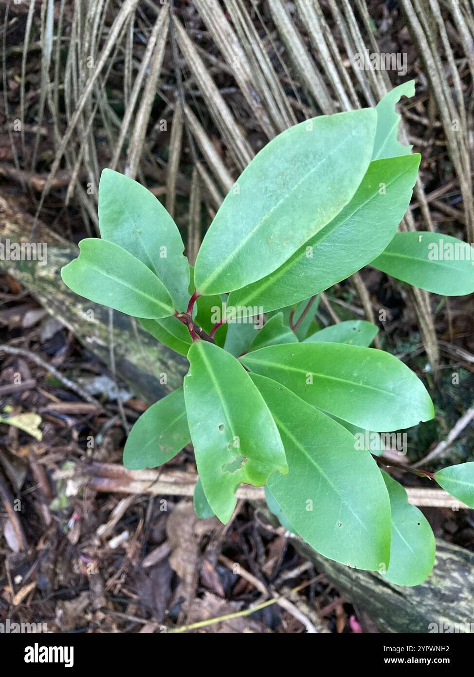 Lowland Horopito (Pseudowintera axillaris Stock Photo - Alamy