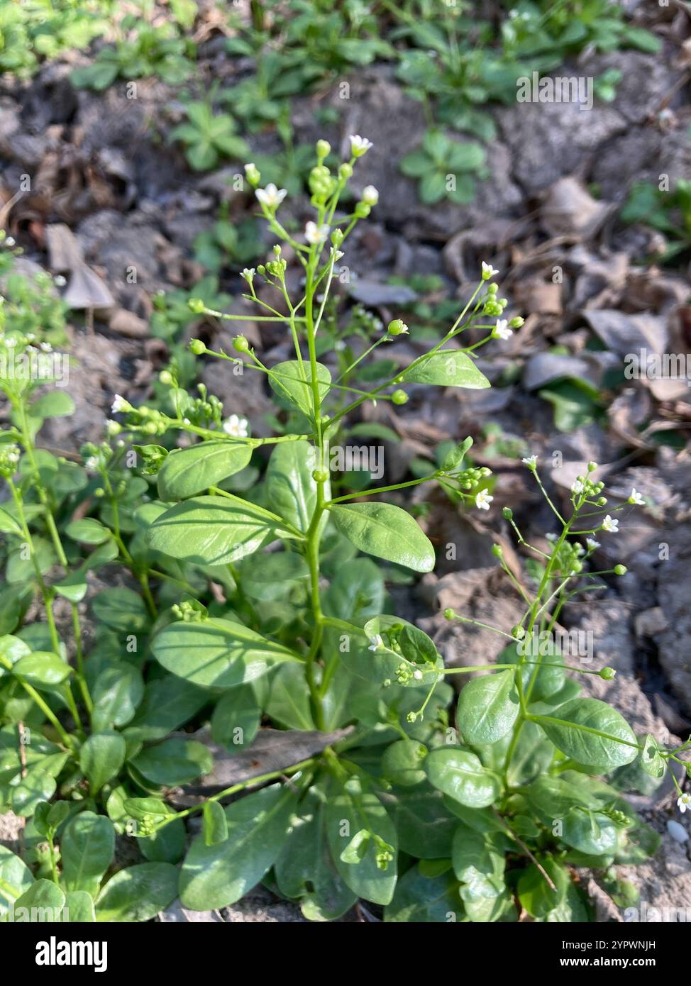 seaside brookweed (Samolus parviflorus Stock Photo - Alamy