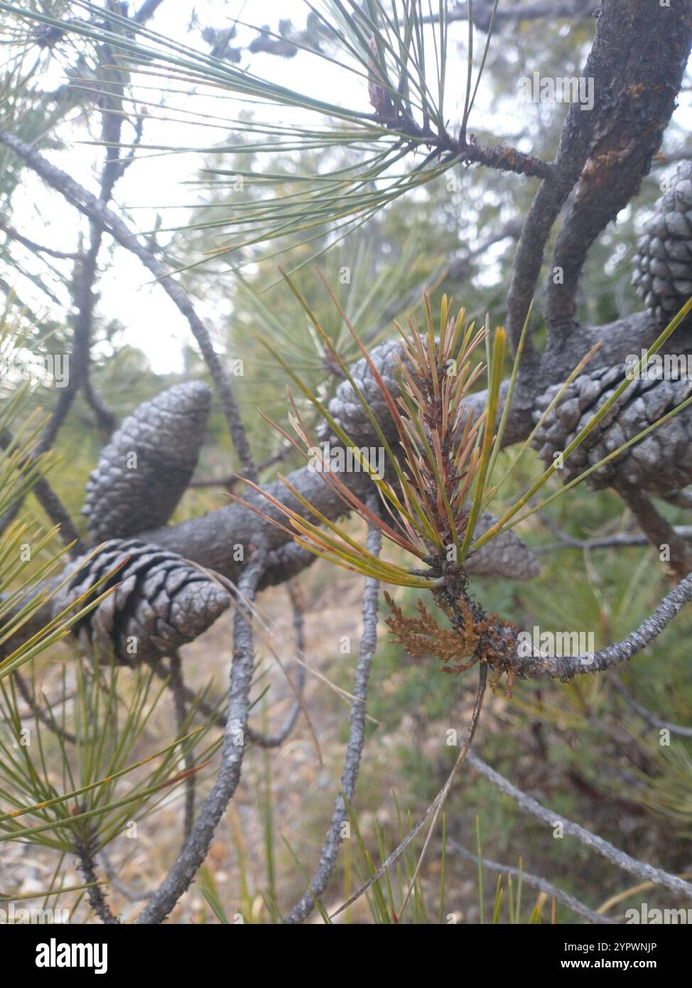 knobcone pine (Pinus attenuata Stock Photo - Alamy