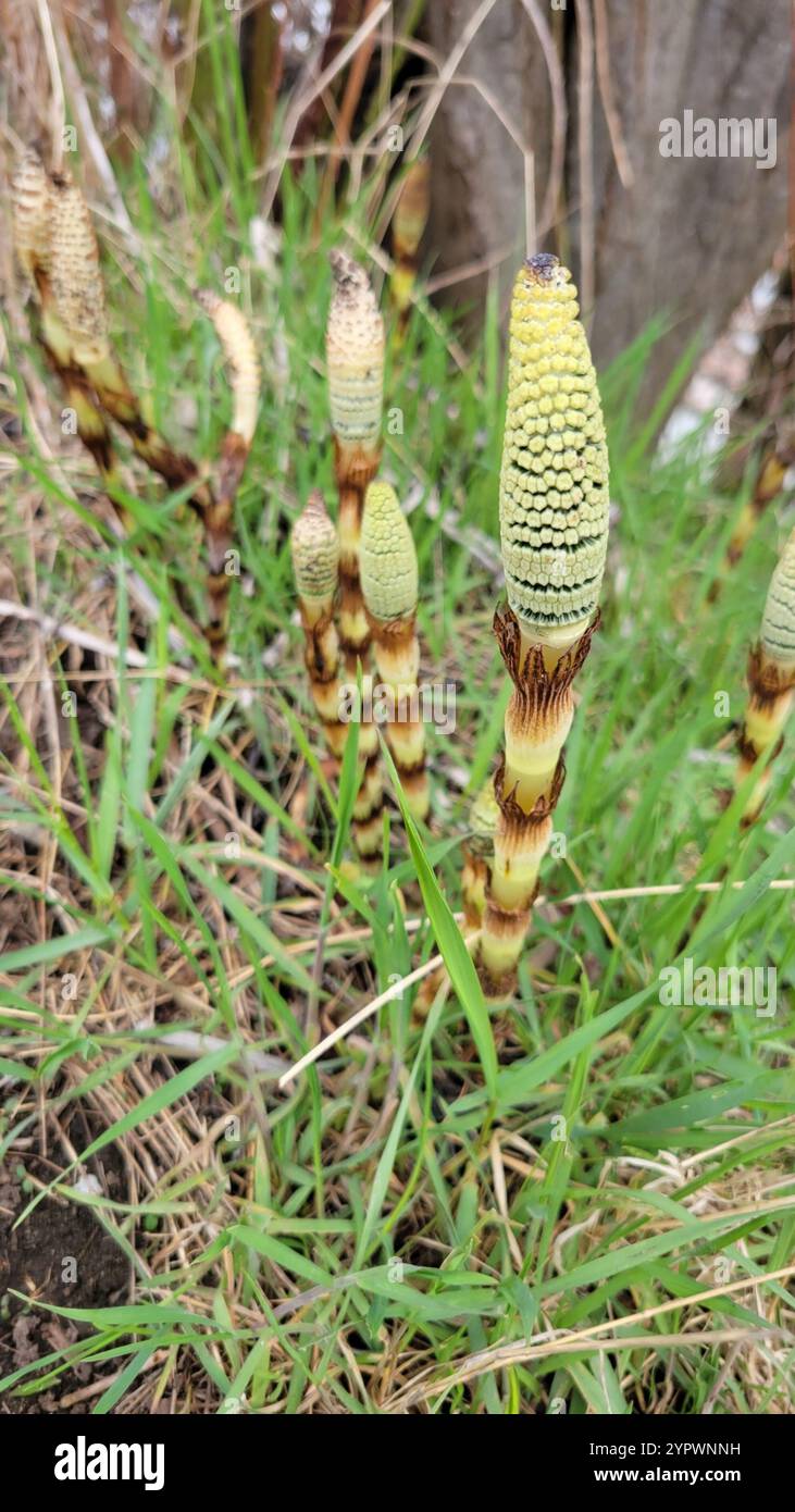 great horsetail (Equisetum telmateia Stock Photo - Alamy