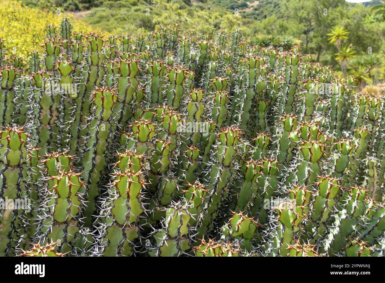 Euphorbia is a very large and diverse genus of flowering plants ...