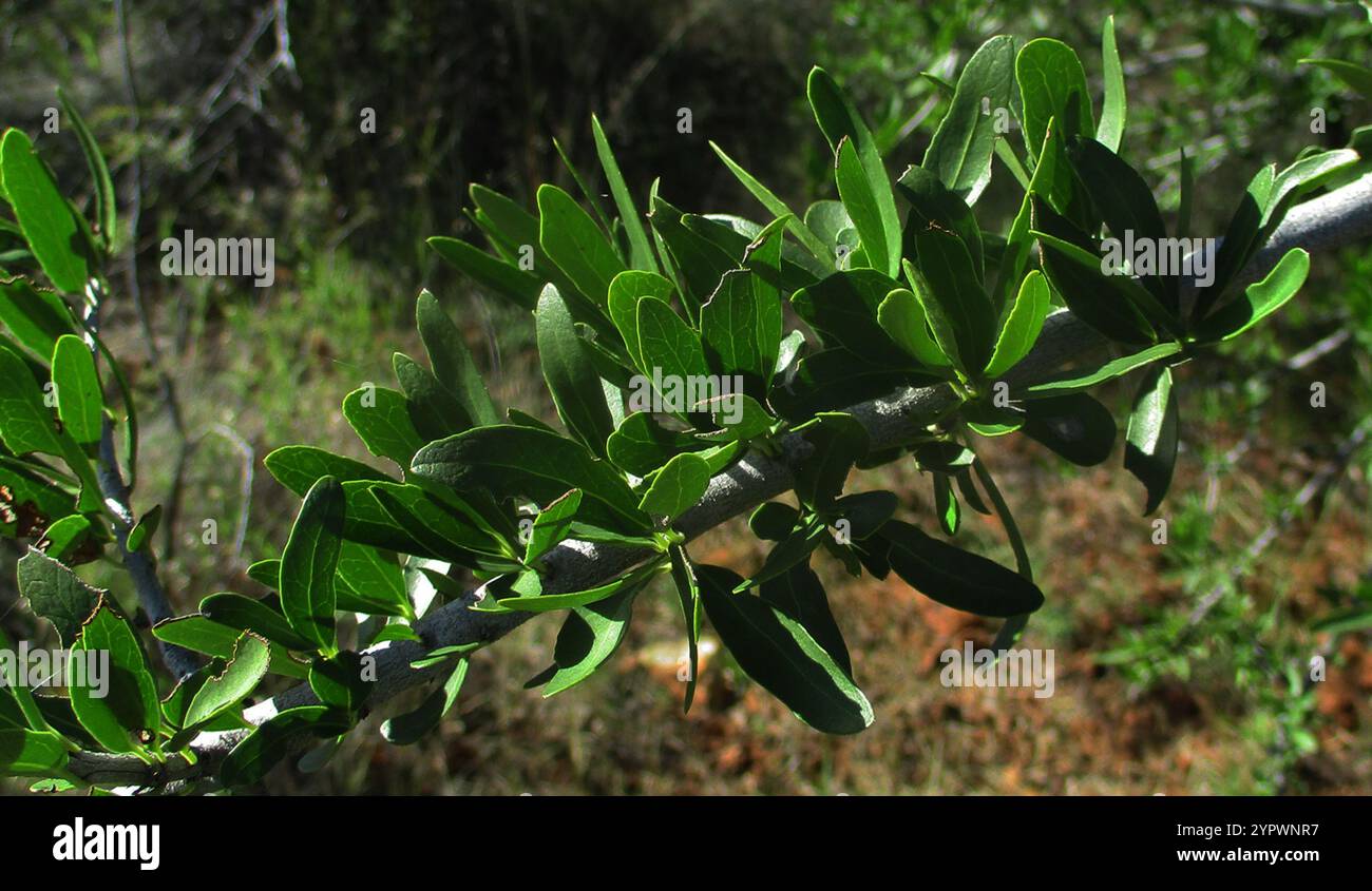 anthill saffron (Elaeodendron transvaalense Stock Photo - Alamy