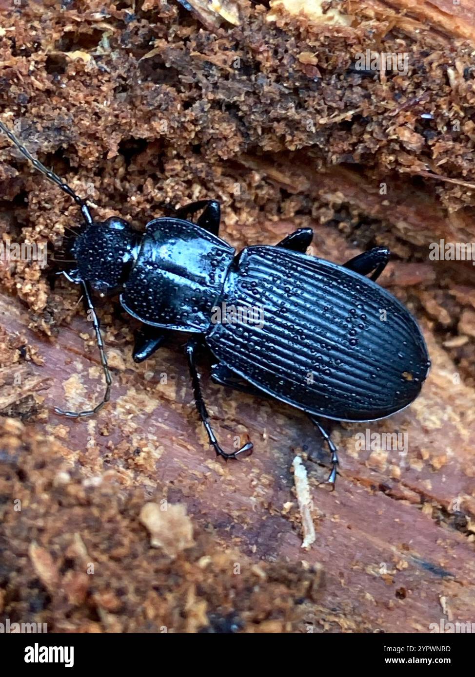 Blackclock hi-res stock photography and images - Alamy