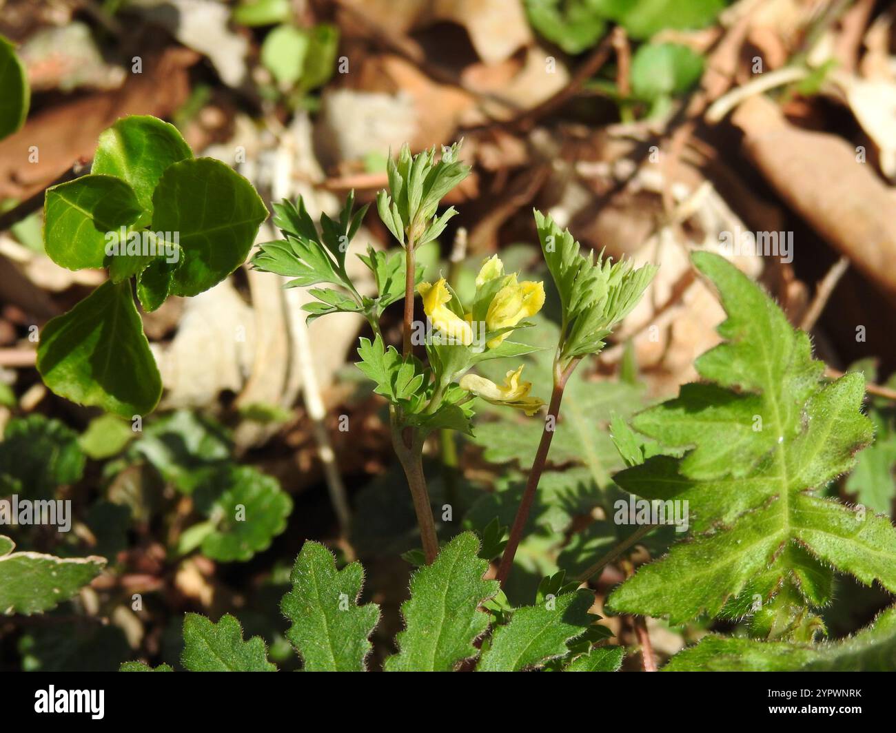 Yellow Corydalis (Corydalis flavula Stock Photo - Alamy