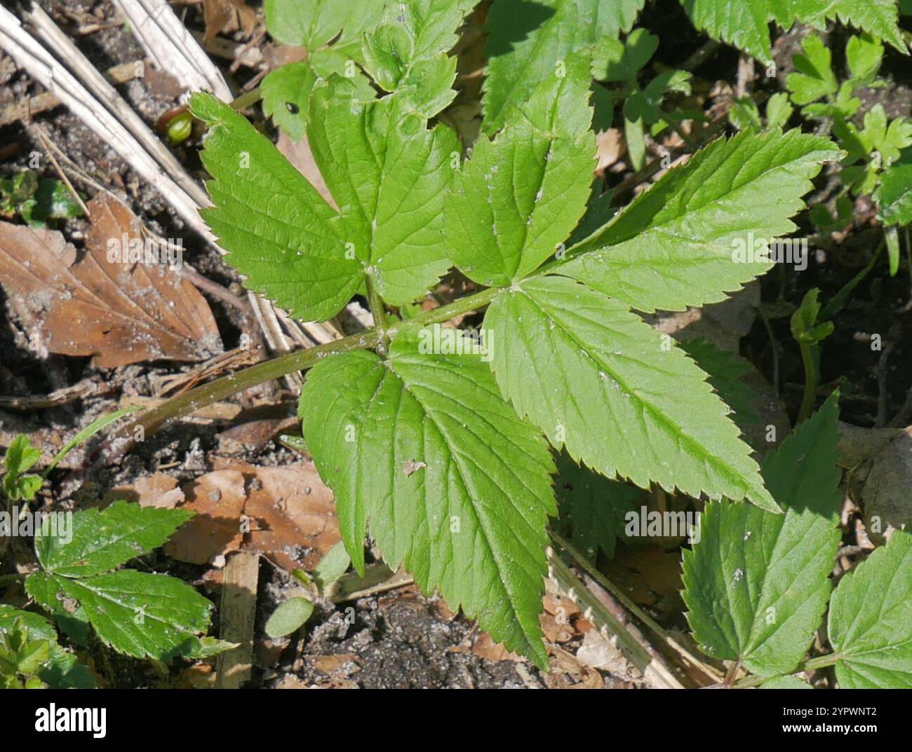 Goutweed (Aegopodium podagraria Stock Photo - Alamy
