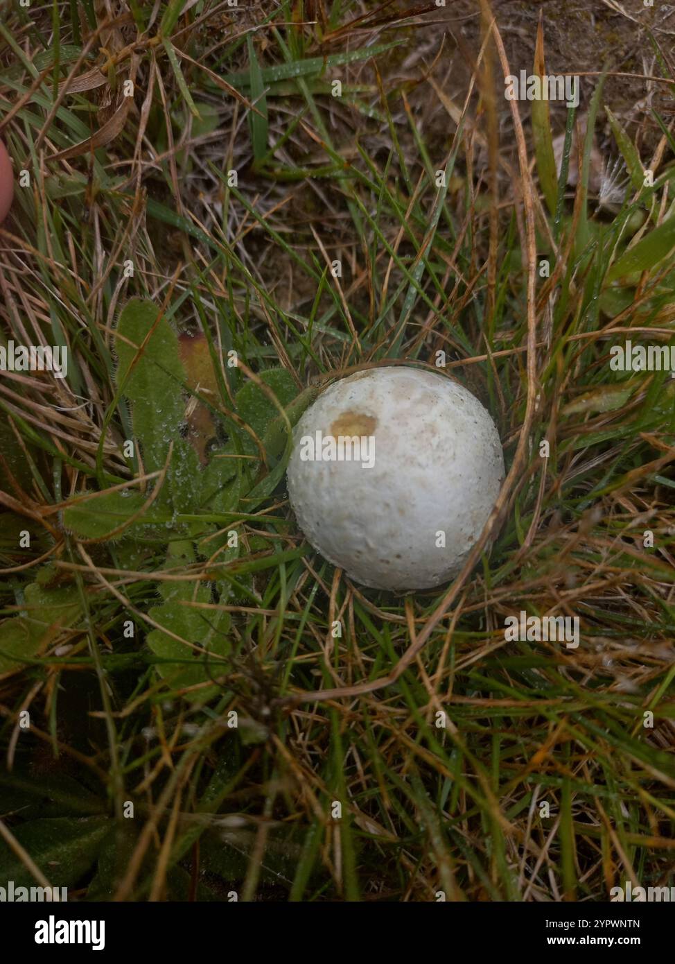 Lead-grey Puffball (Bovista plumbea Stock Photo - Alamy
