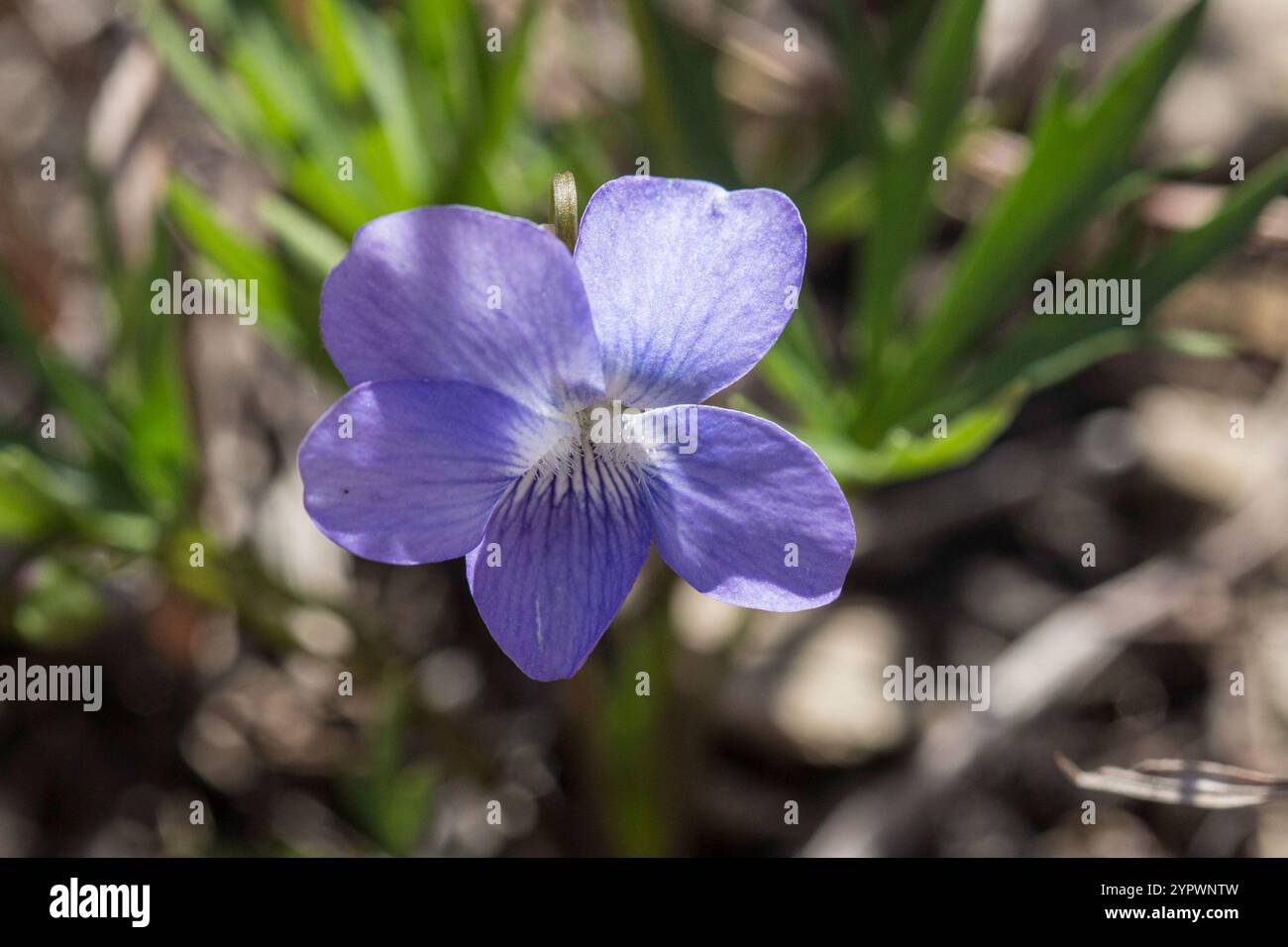 Prairie Violet (Viola pedatifida Stock Photo - Alamy