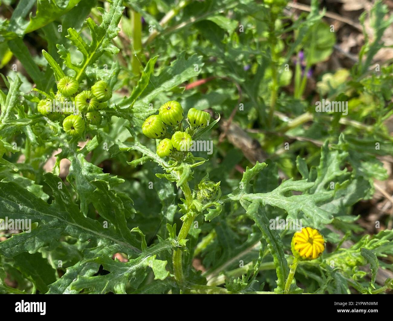 Oxford Ragwort (Senecio squalidus Stock Photo - Alamy