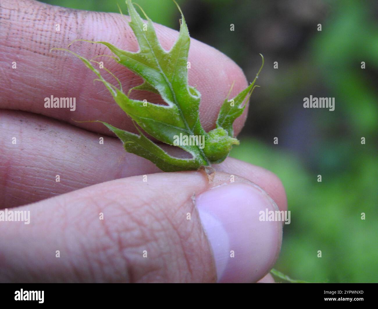 Succulent Oak Gall Wasp (Dryocosmus quercuspalustris Stock Photo - Alamy