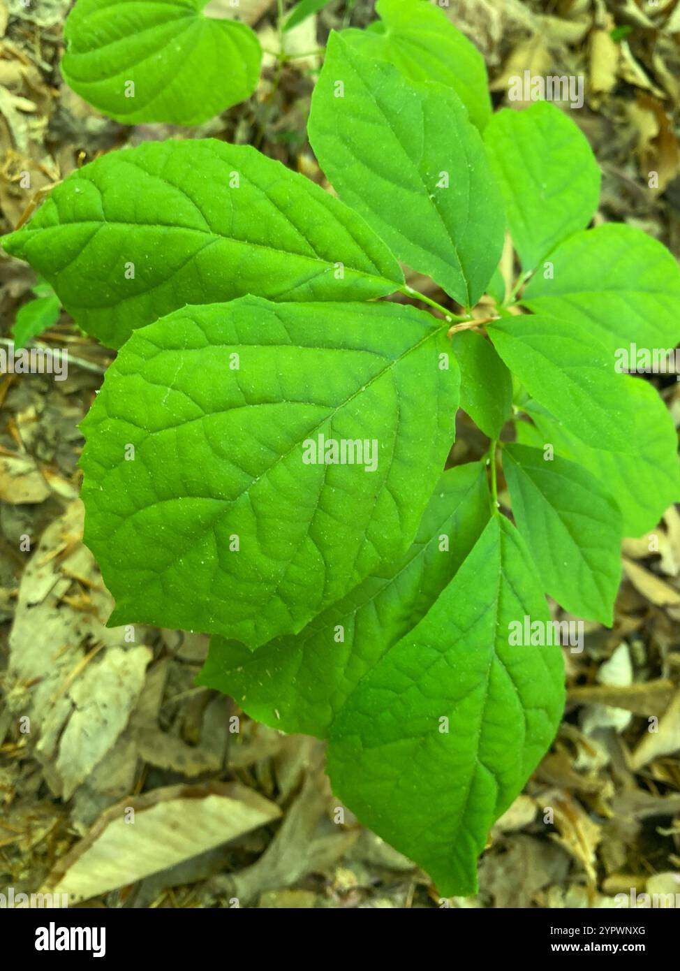 Styrax grandifolius hi-res stock photography and images - Alamy