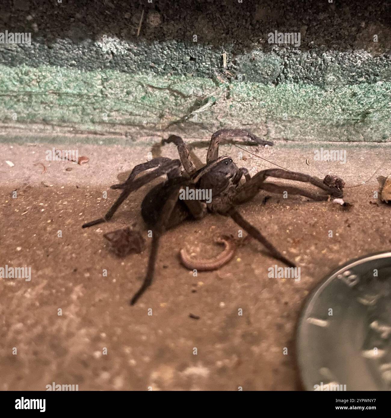 Wetland Giant Wolf Spider (Tigrosa helluo Stock Photo - Alamy