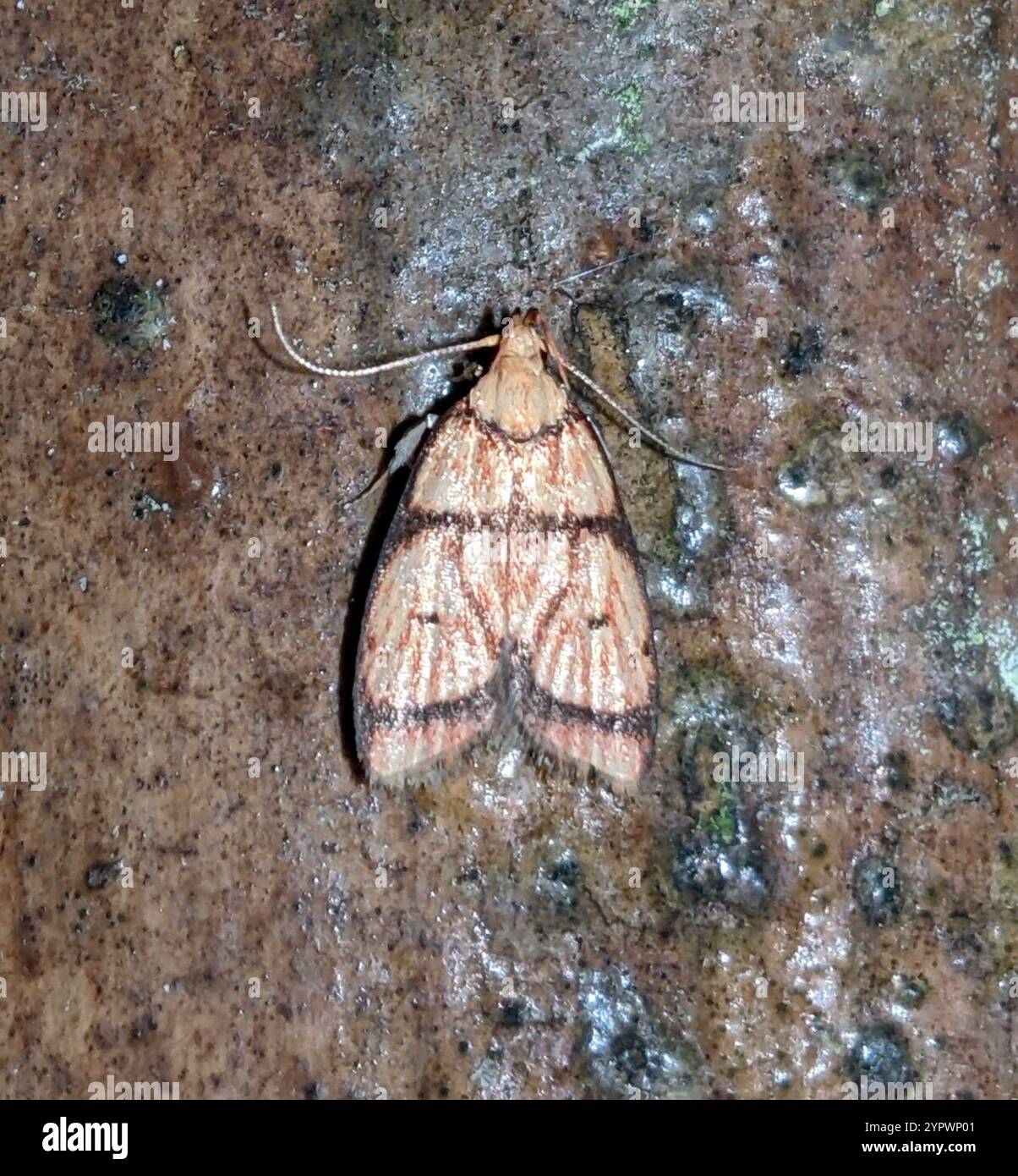 Curved-horn Moths (Gelechioidea Stock Photo - Alamy