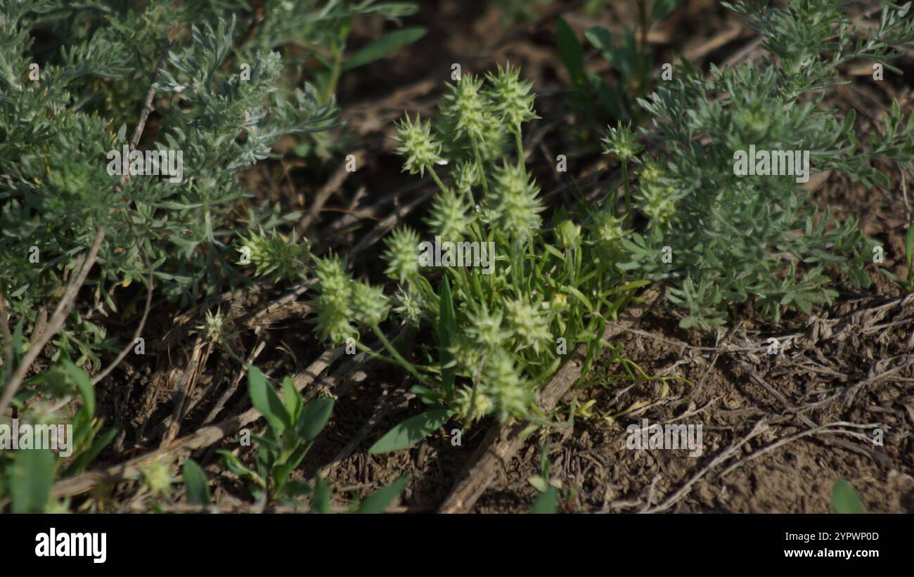 Curveseed Butterwort (Ceratocephala testiculata Stock Photo - Alamy