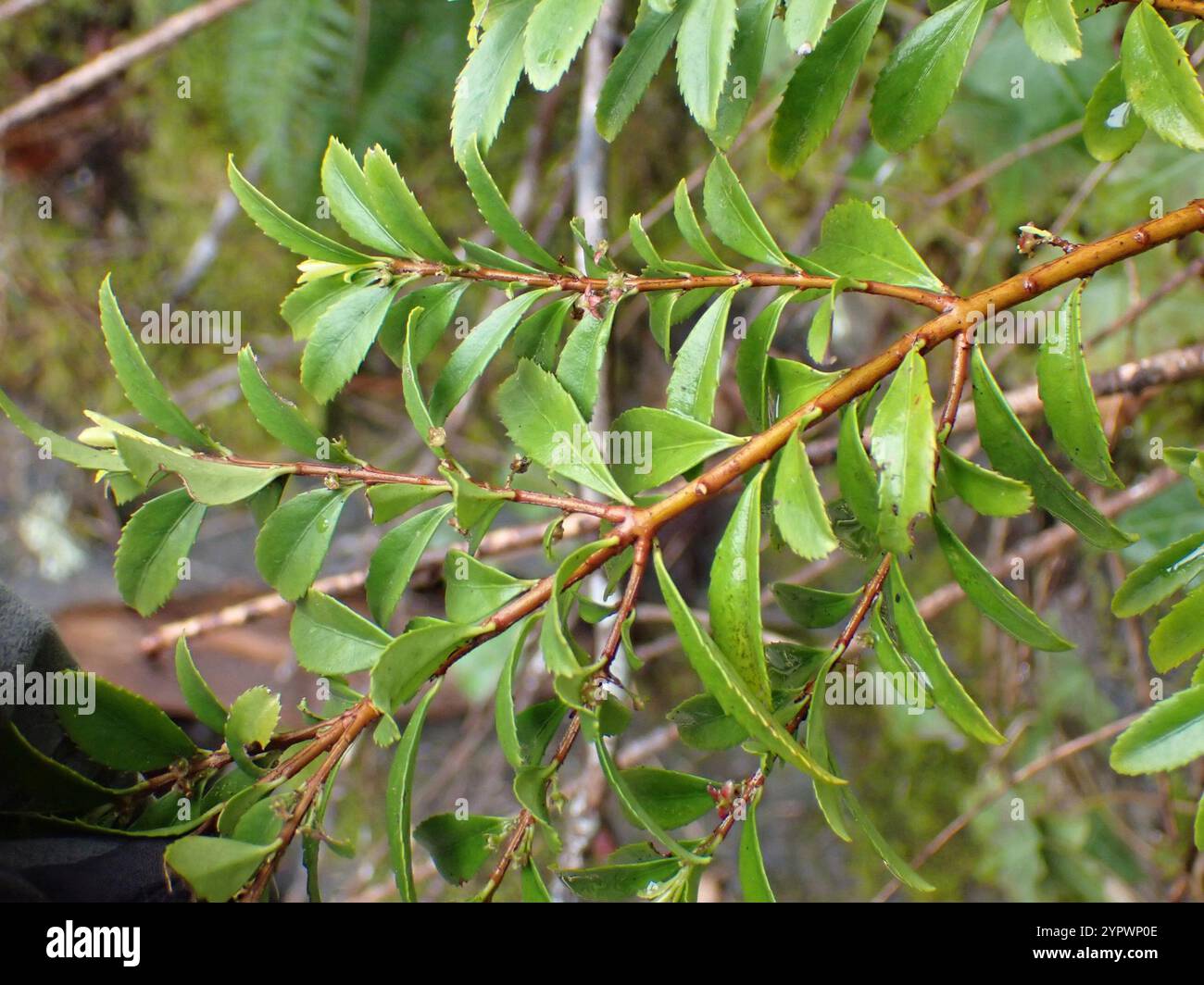 Oregon Boxwood (Paxistima myrsinites Stock Photo - Alamy