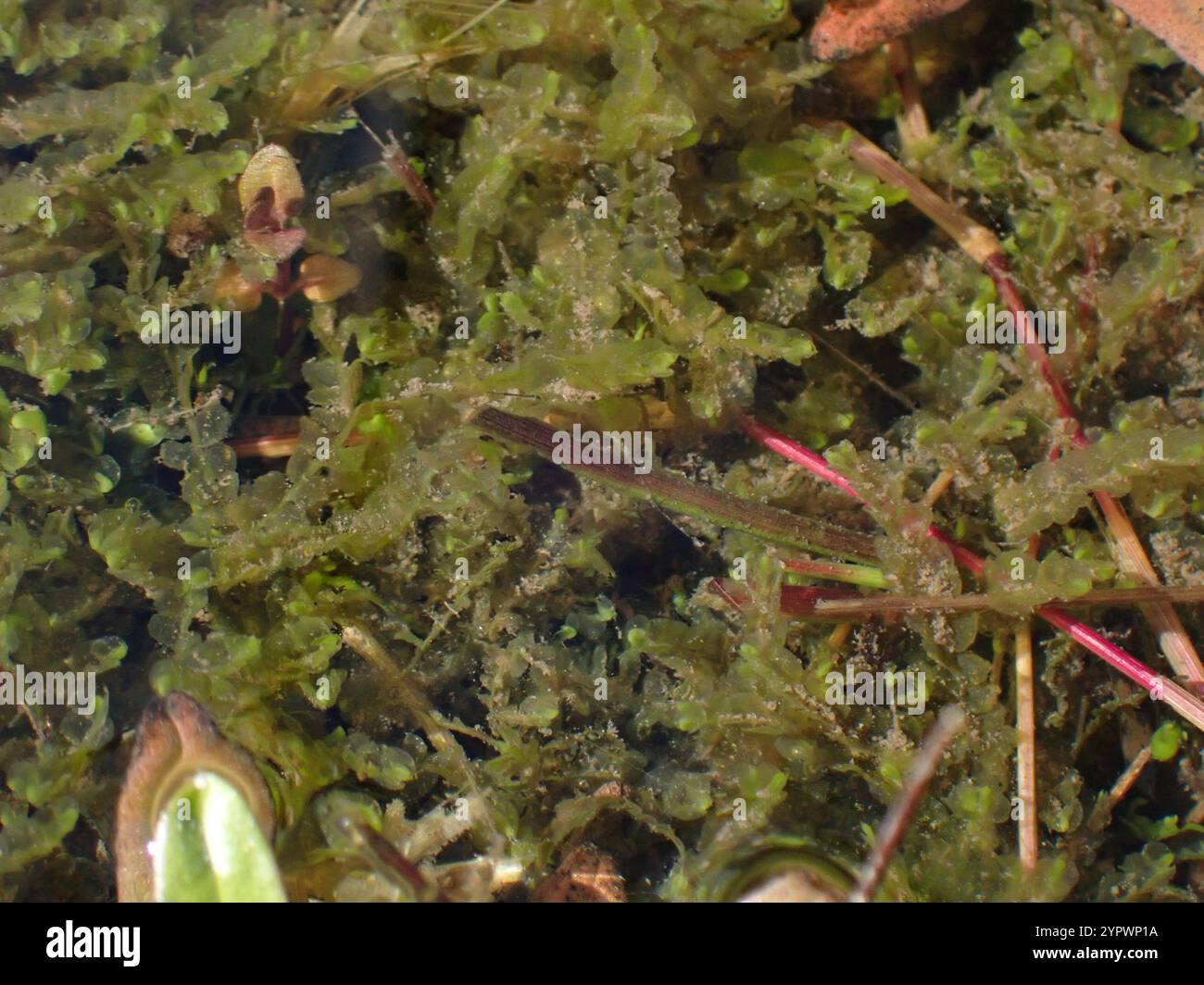Square-leaved Crestwort (Chiloscyphus polyanthos Stock Photo - Alamy