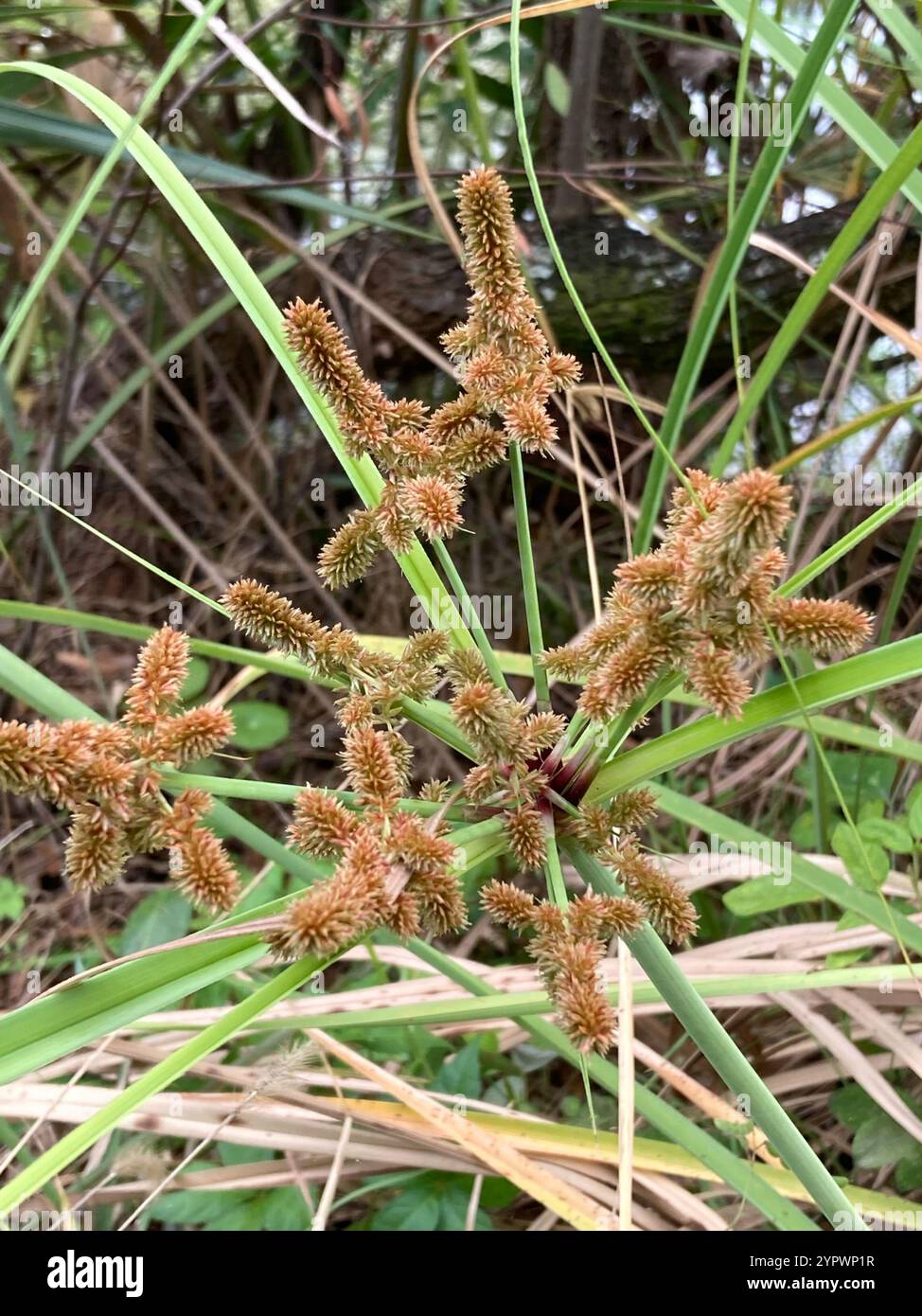 Swamp Flatsedge (Cyperus ligularis Stock Photo - Alamy