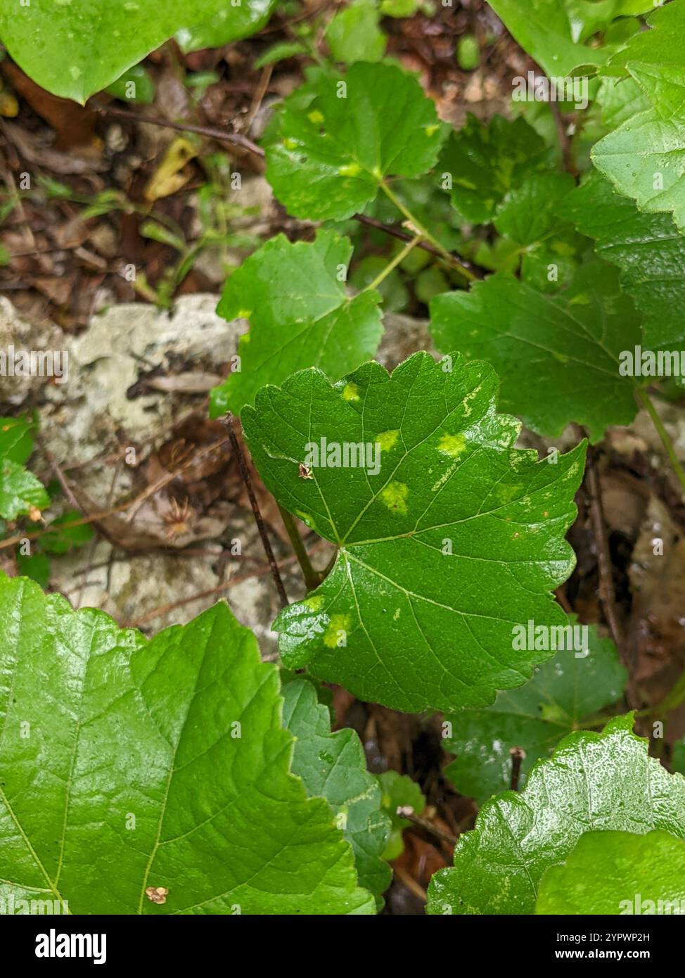 Grape erineum mite hi-res stock photography and images - Alamy