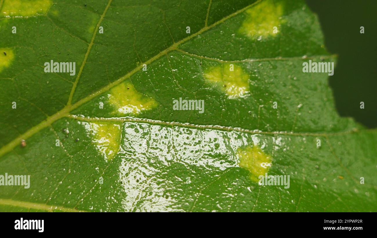 Grape erineum mite hi-res stock photography and images - Alamy