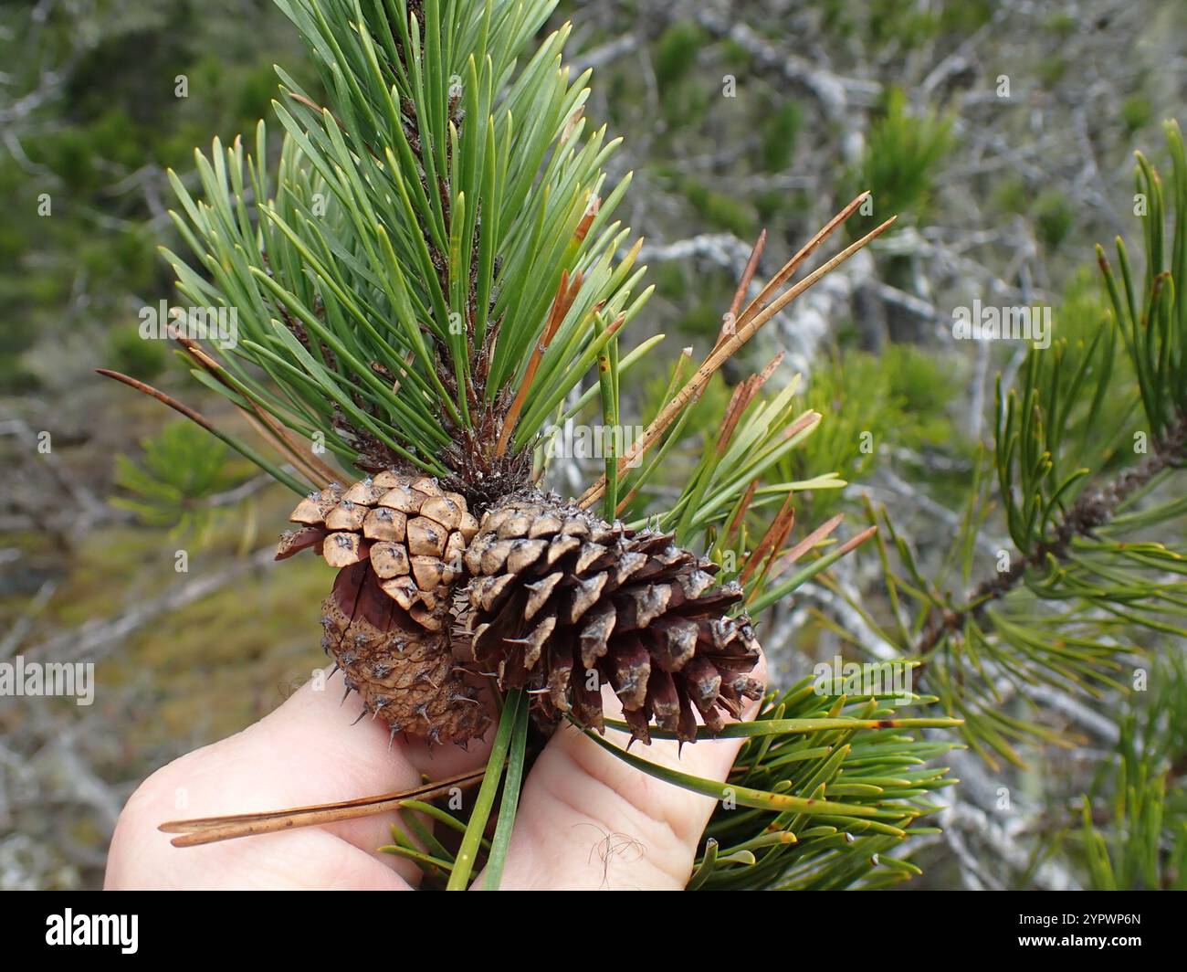 Shore Pine (Pinus contorta contorta Stock Photo - Alamy