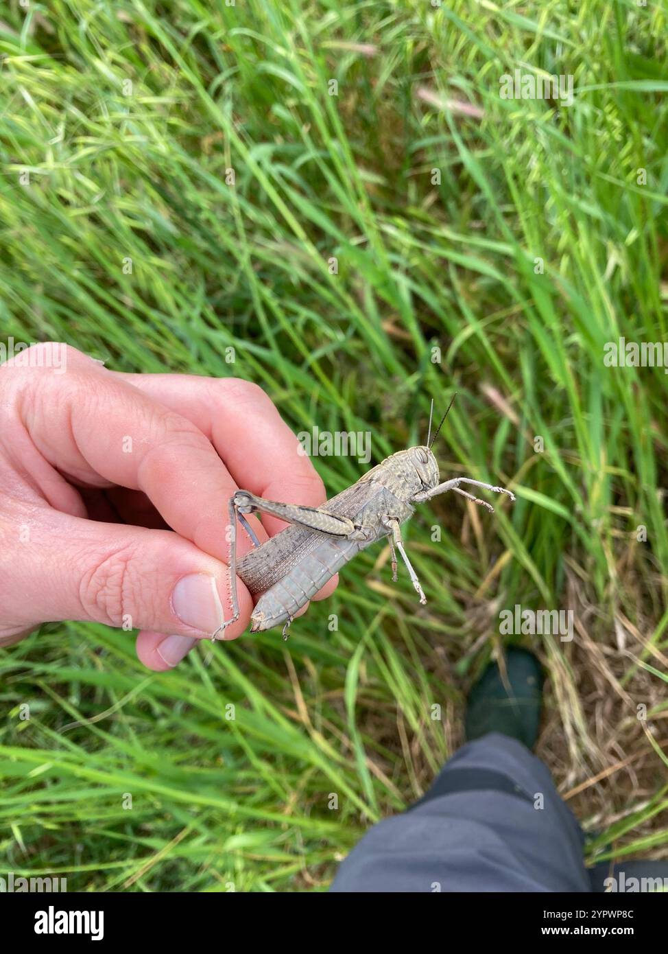 Egyptian Bird Grasshopper (Anacridium aegyptium Stock Photo - Alamy