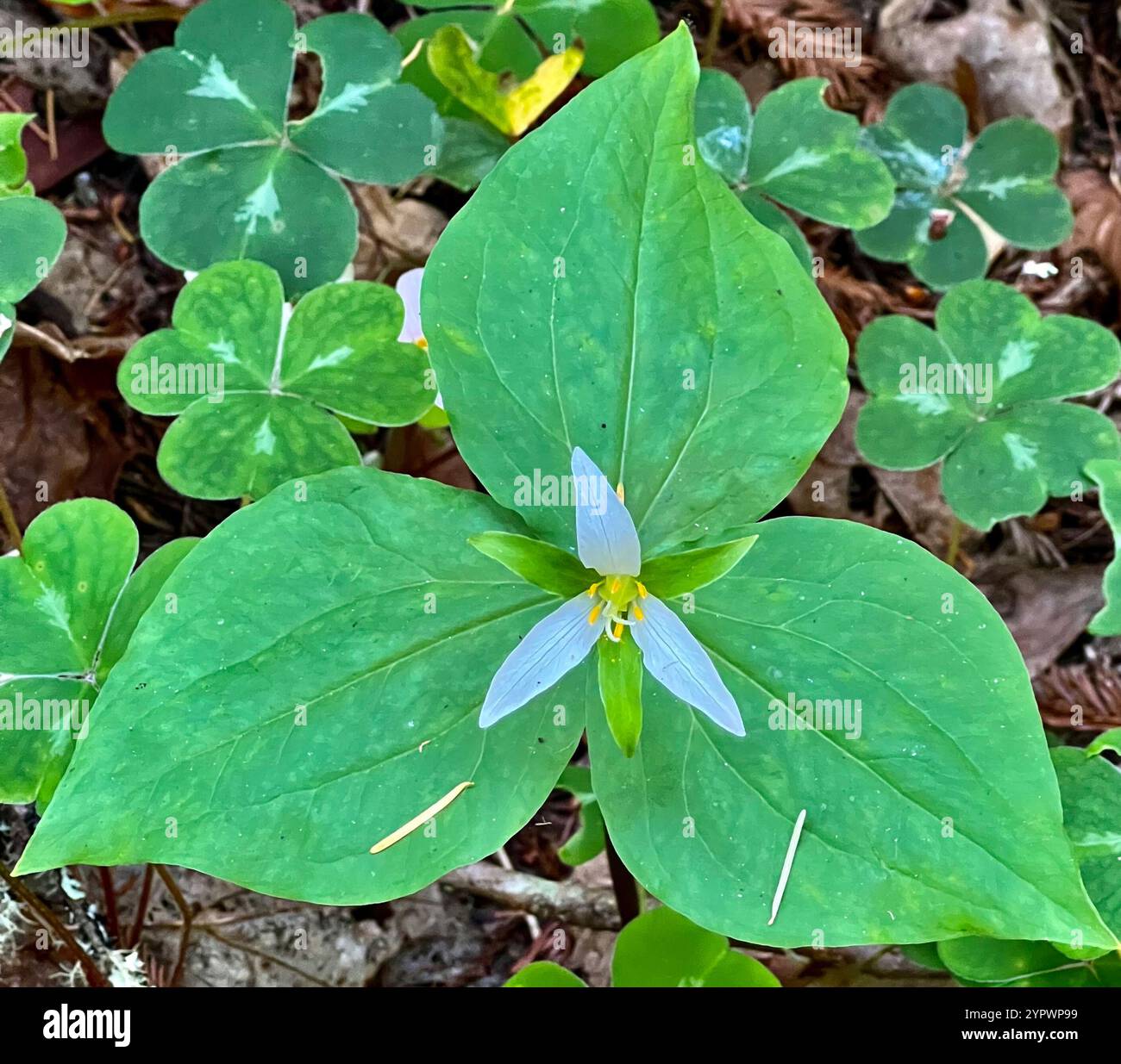 Pacific trillium (Trillium ovatum Stock Photo - Alamy