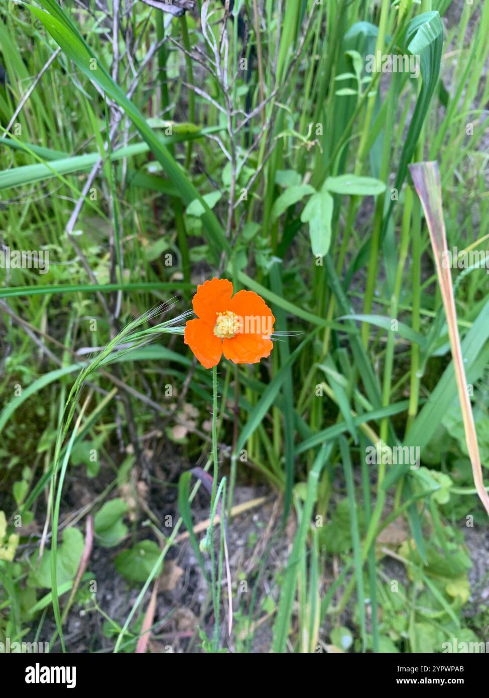 fire poppy (Papaver californicum Stock Photo - Alamy