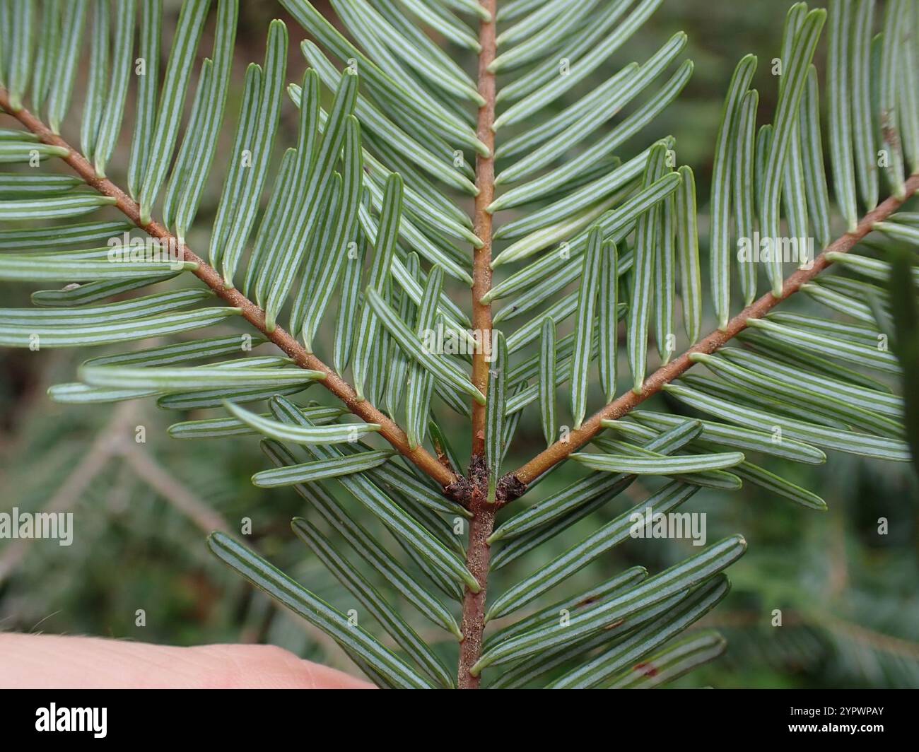 grand fir (Abies grandis Stock Photo - Alamy