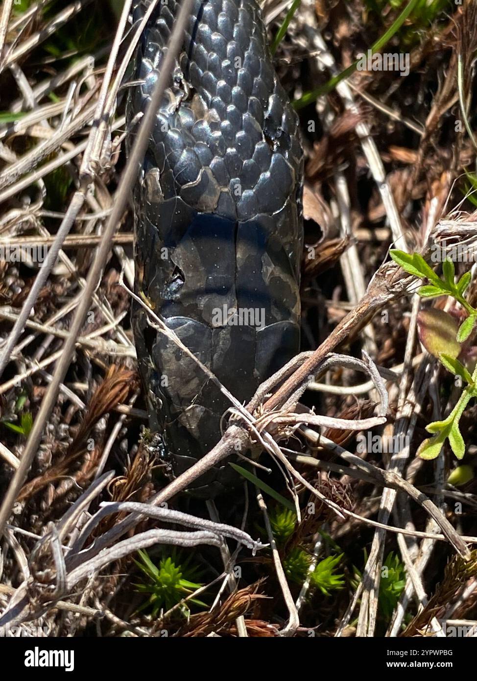 Southern Black Racer (Coluber constrictor priapus Stock Photo - Alamy