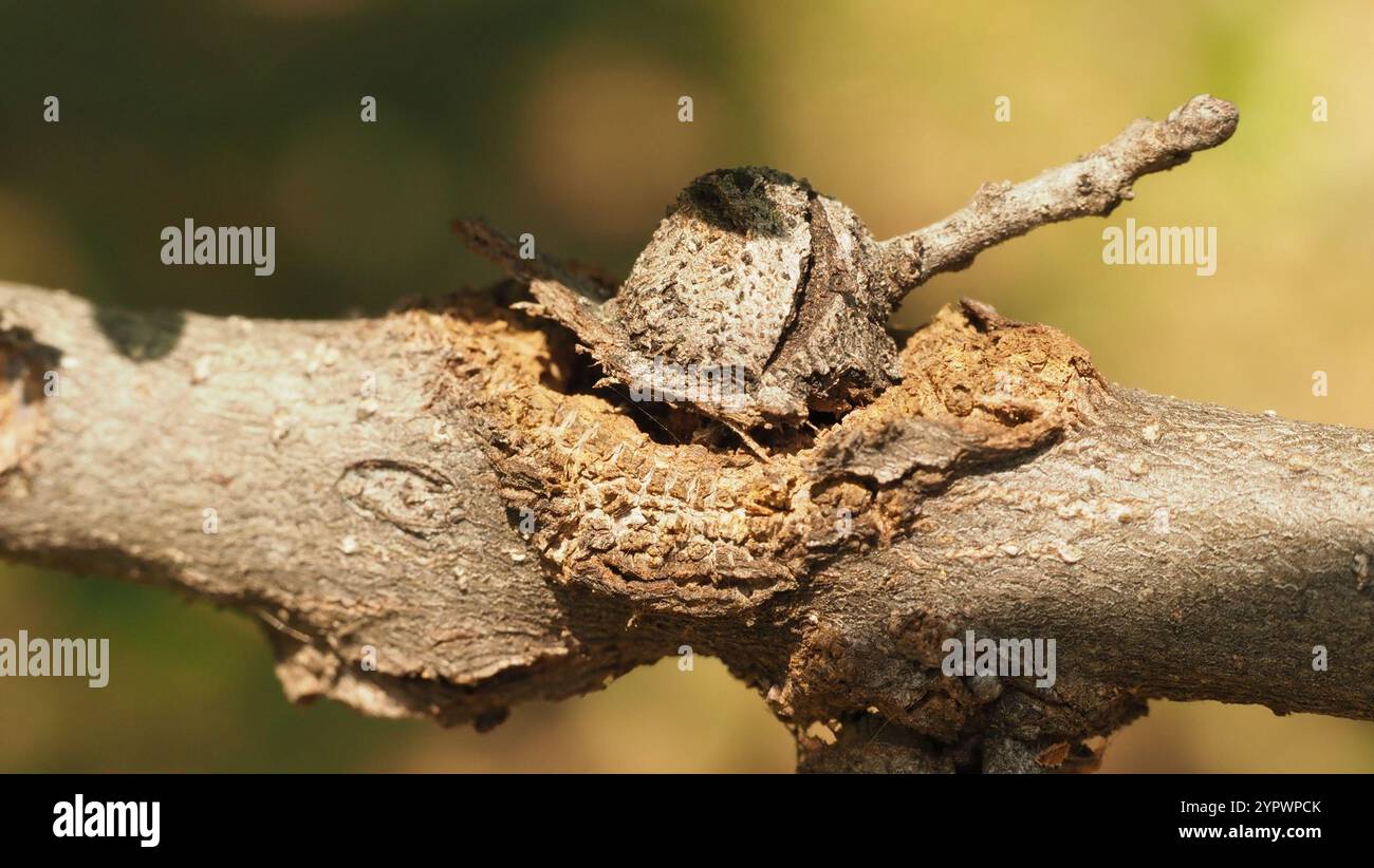 Southern Live Oak Stem Gall Wasp (Callirhytis quercusbatatoides Stock ...