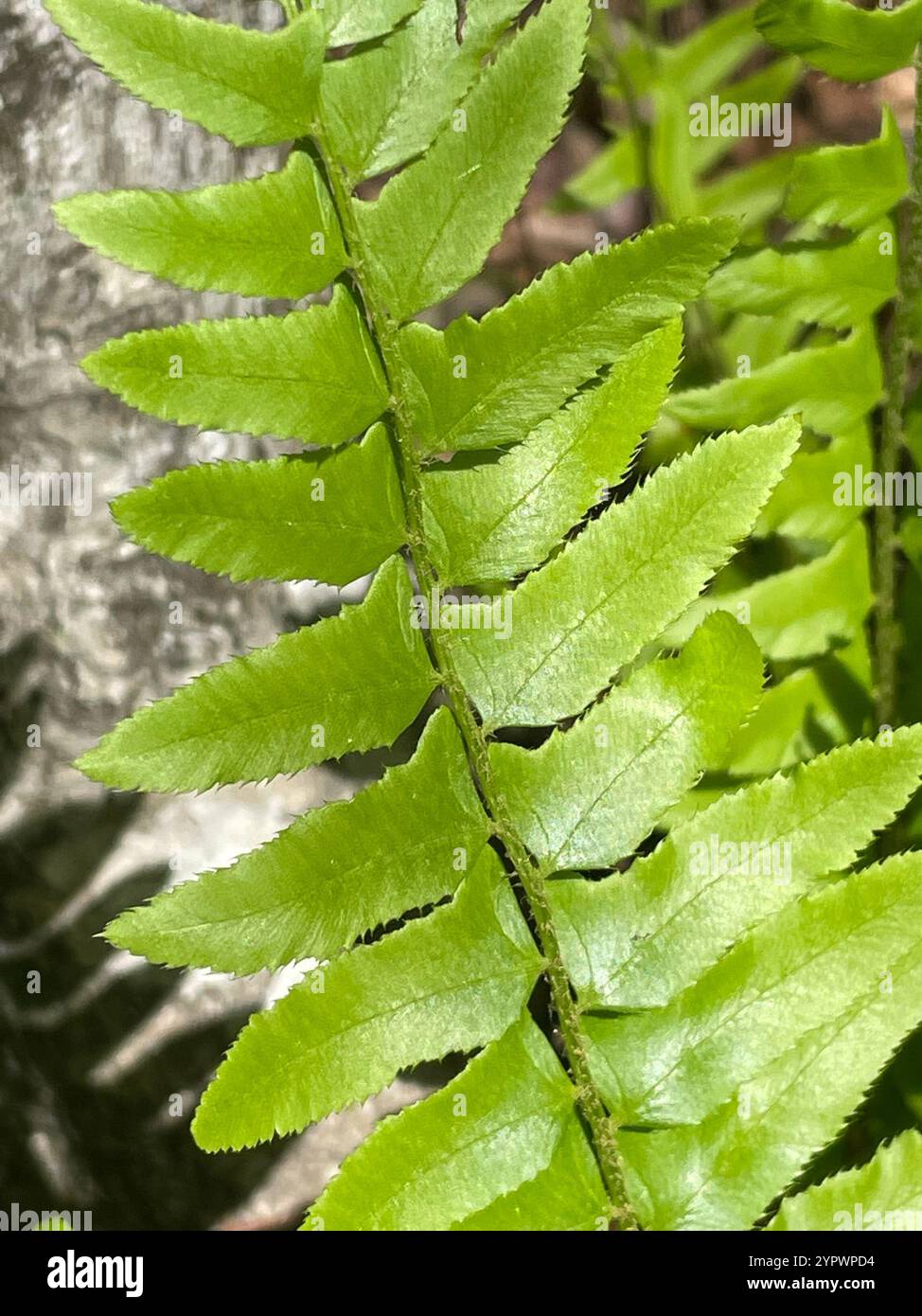 Christmas fern (Polystichum acrostichoides Stock Photo - Alamy