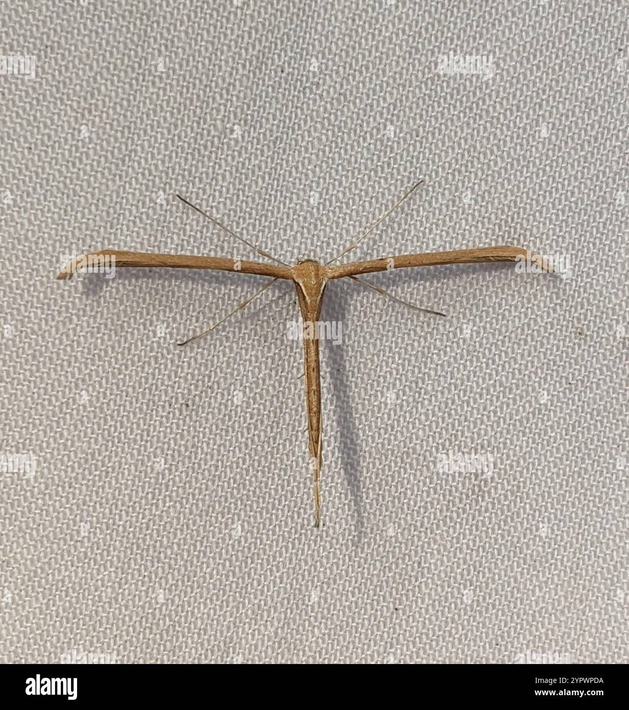 Morning-glory Plume Moth (Emmelina monodactyla Stock Photo - Alamy