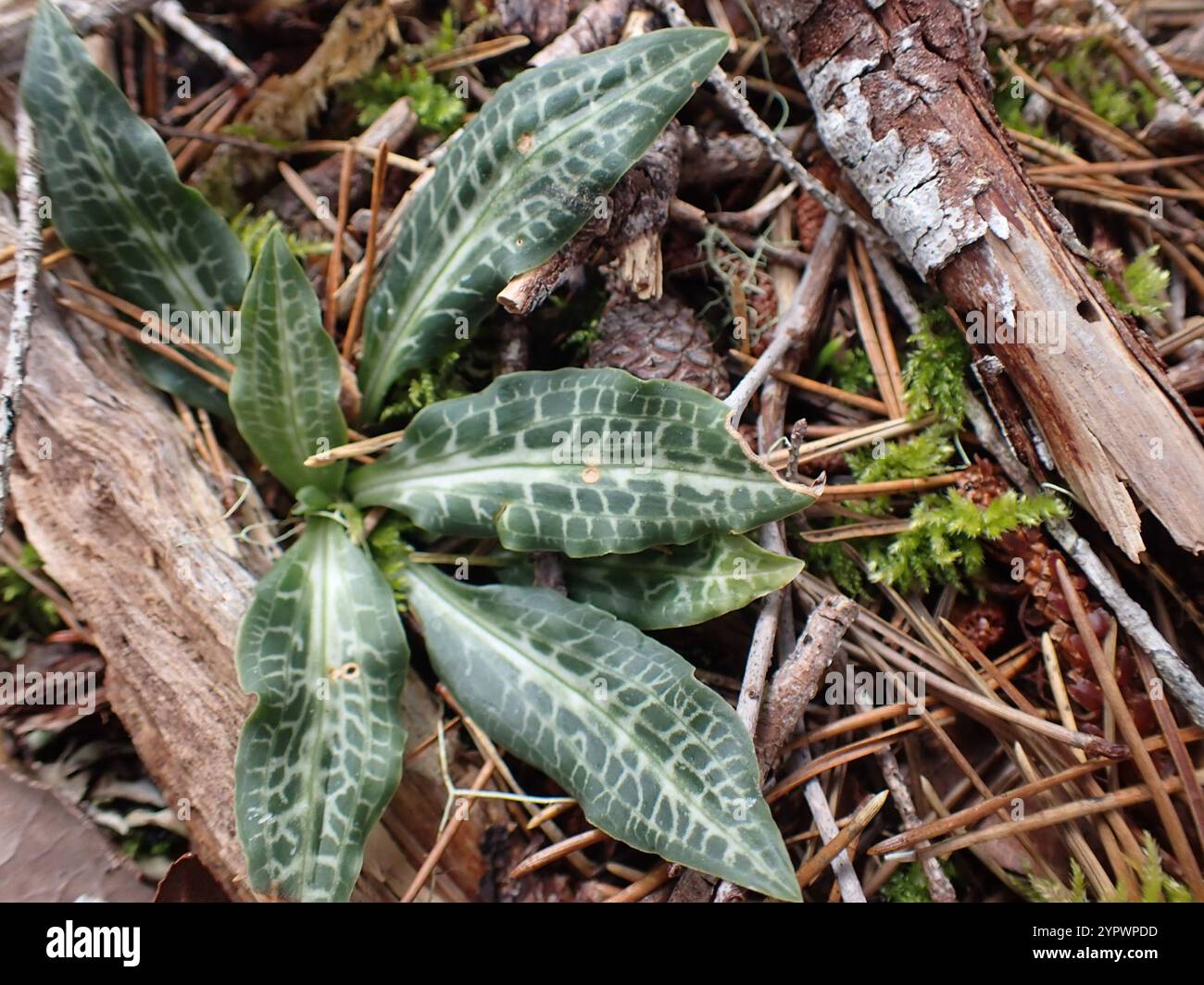 Western Rattlesnake Plantain (Goodyera oblongifolia Stock Photo - Alamy