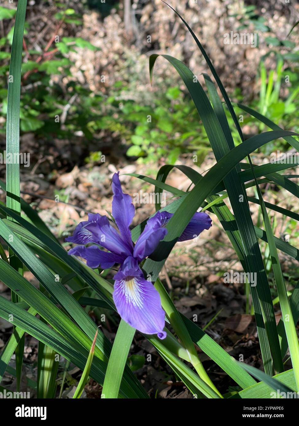 Douglas iris (Iris douglasiana Stock Photo - Alamy