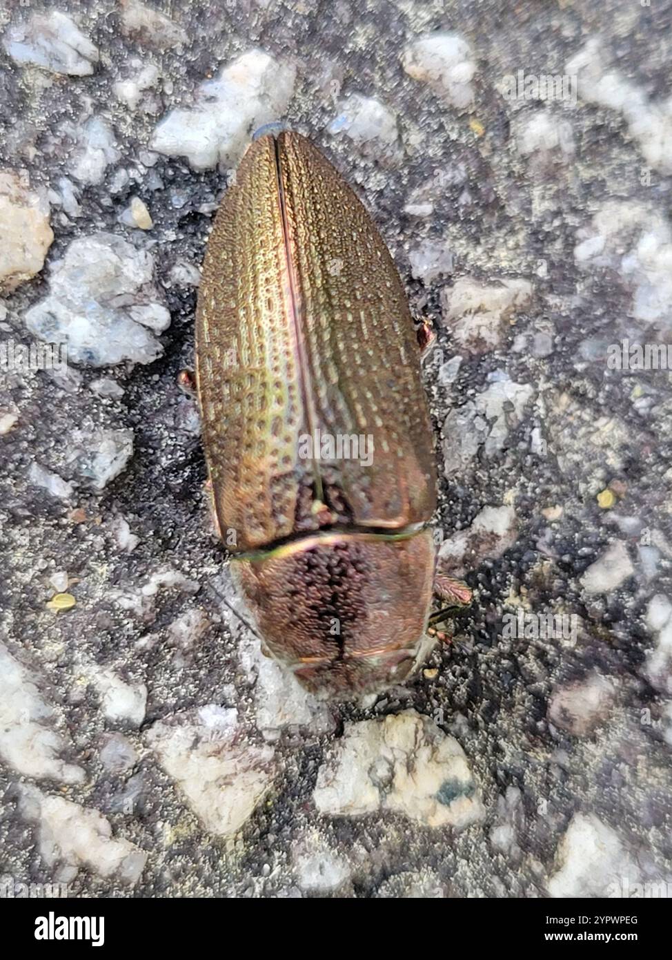 Apricans hi-res stock photography and images - Alamy