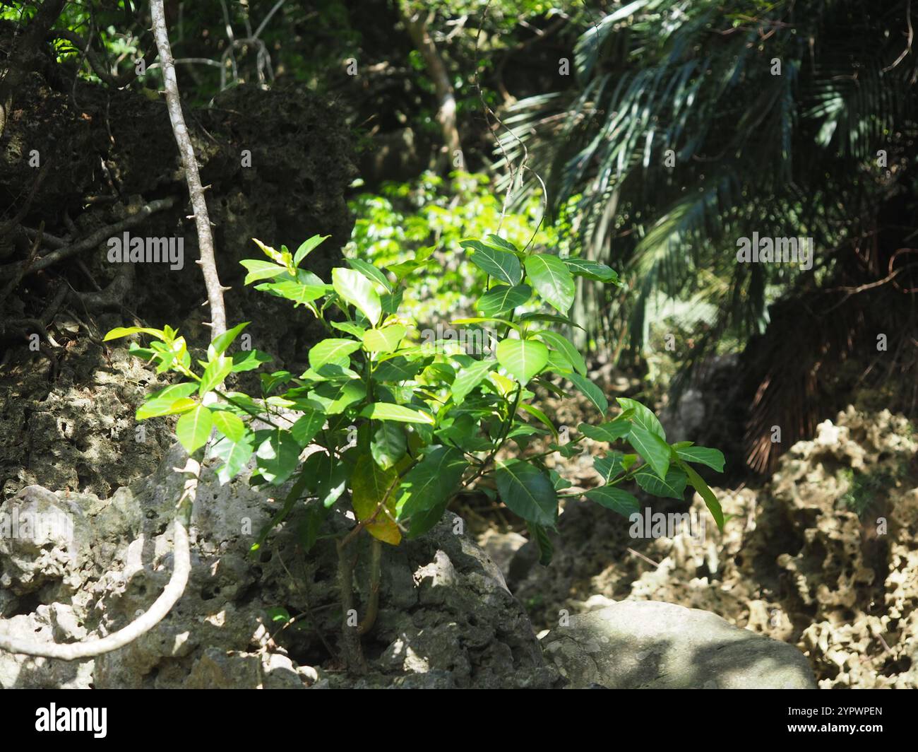 Ficus septica hi-res stock photography and images - Alamy