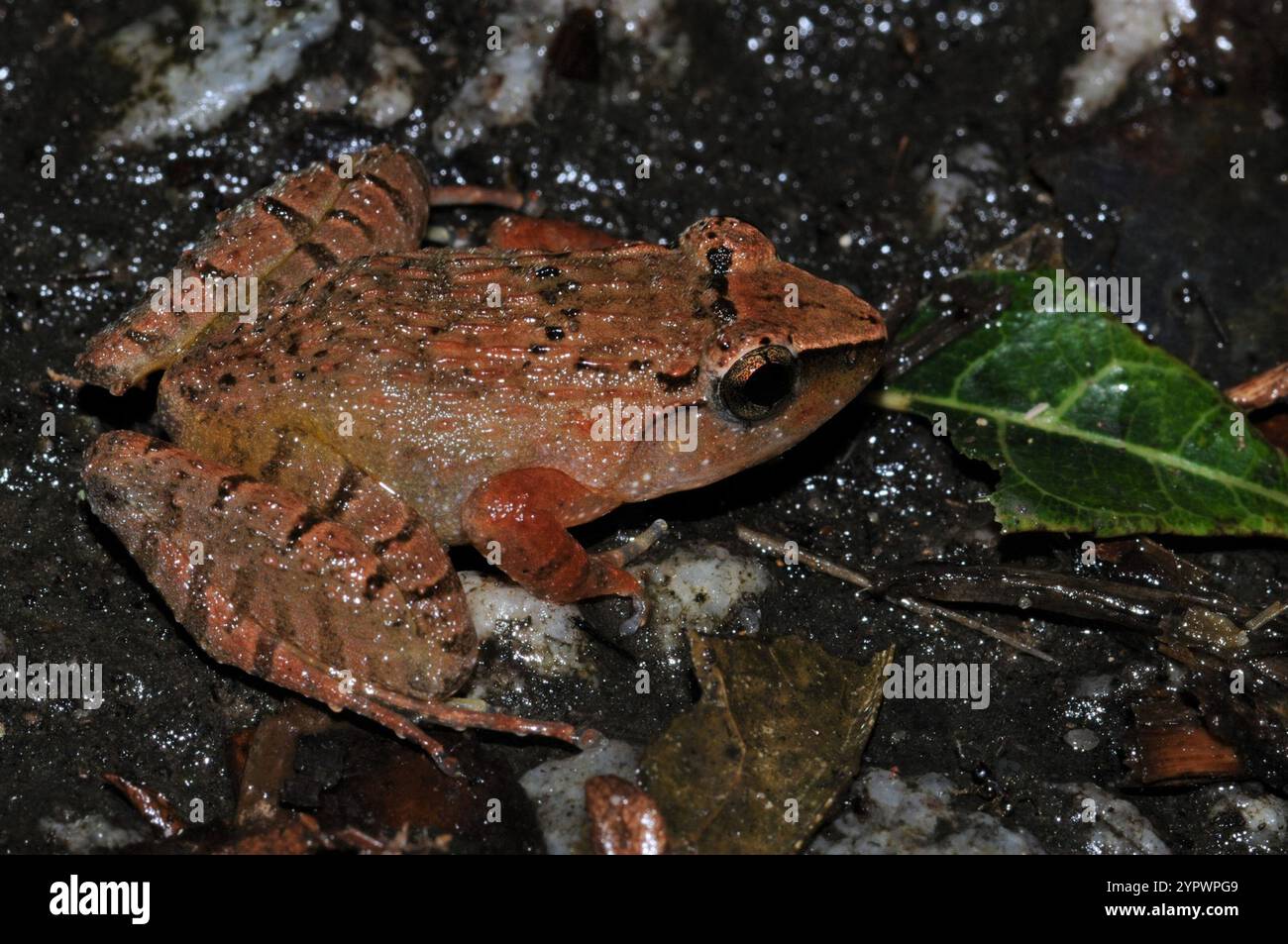 Rhinoceros Frog (Limnonectes plicatellus Stock Photo - Alamy