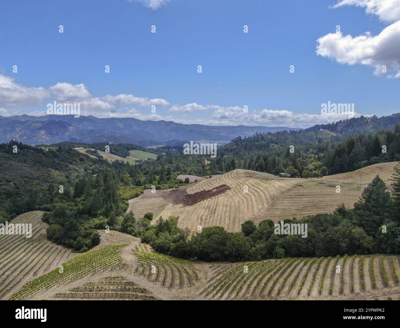 Aerial view of Napa Valley vineyard landscape during summer season ...