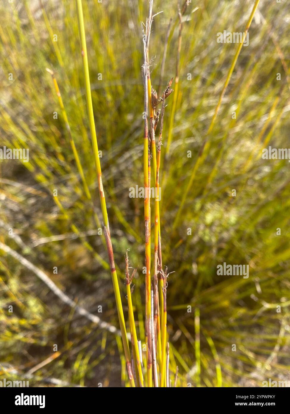 Restiads hi-res stock photography and images - Alamy