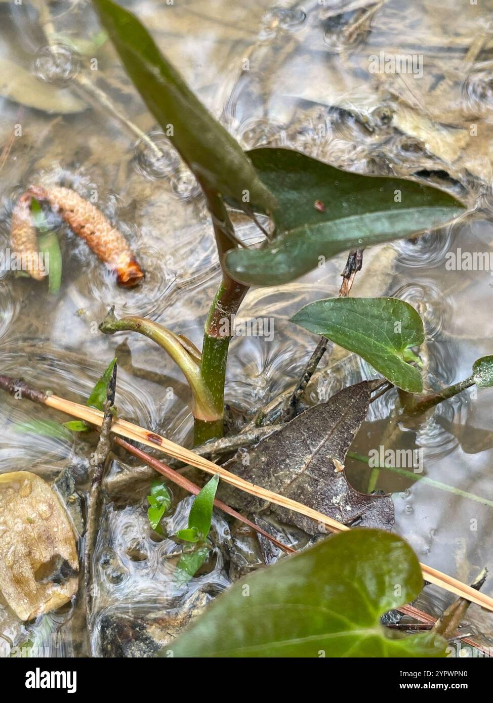 lizard's tail (Saururus cernuus Stock Photo - Alamy