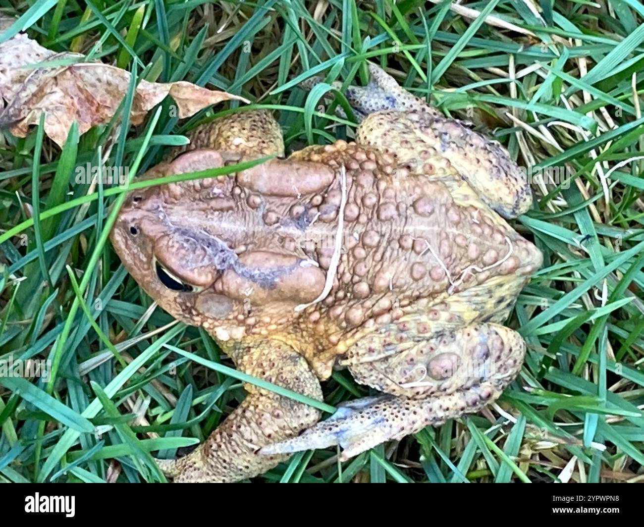American Toad (Anaxyrus americanus Stock Photo - Alamy